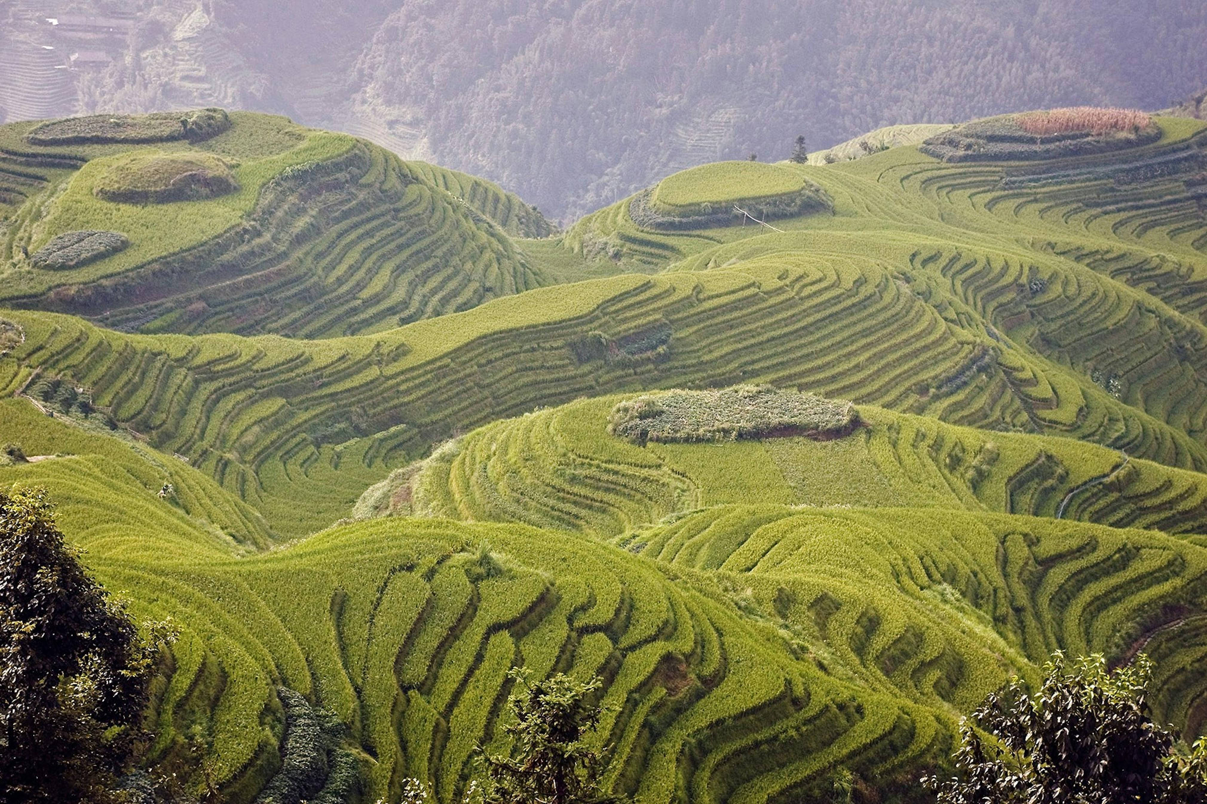 Rice Terraces Of The Philippine Cordilleras 122 Rice Terraces